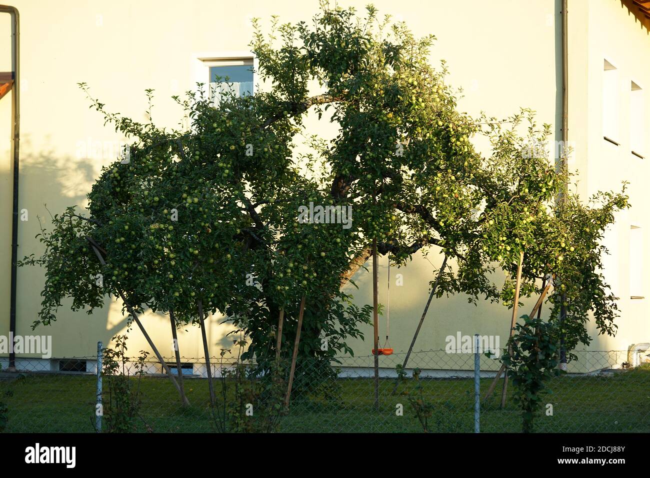 A closeup of a tree growing in a garden in front of a house Stock Photo ...