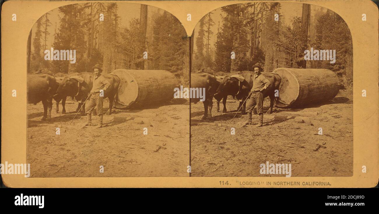 Logging in Northern California., still image, Stereographs, 1890 Stock ...