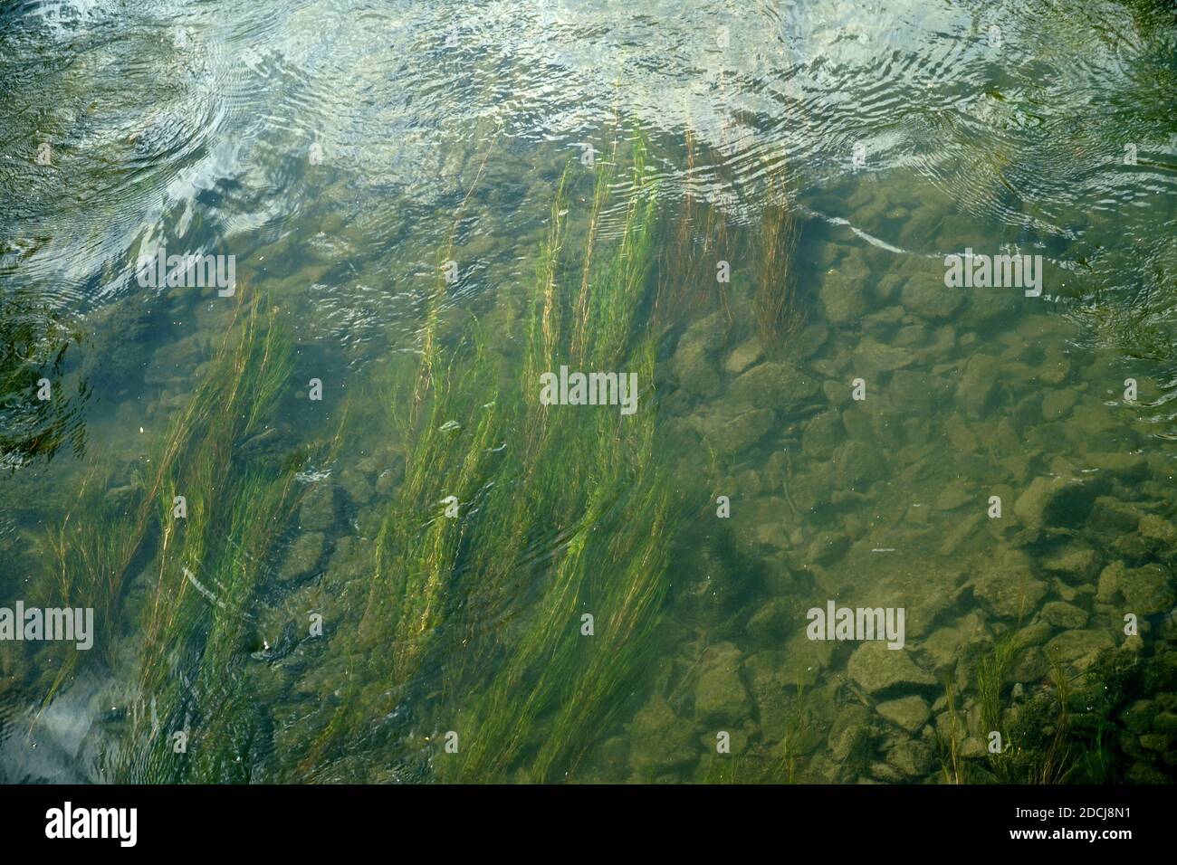 Water or aquatic plants plants carried along the stream and growing in ...