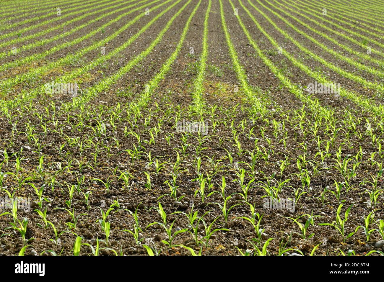 Maize or corn seedling hi-res stock photography and images - Alamy