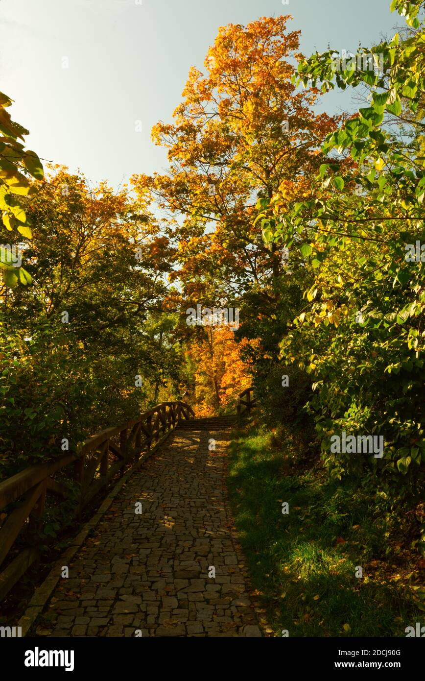 Pavement in forest hi-res stock photography and images - Alamy