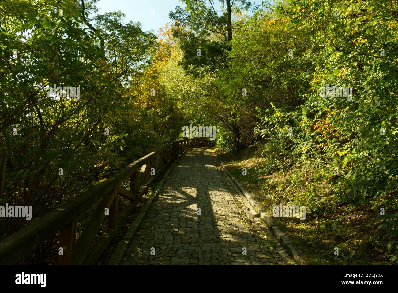 Pavement in forest hi-res stock photography and images - Alamy