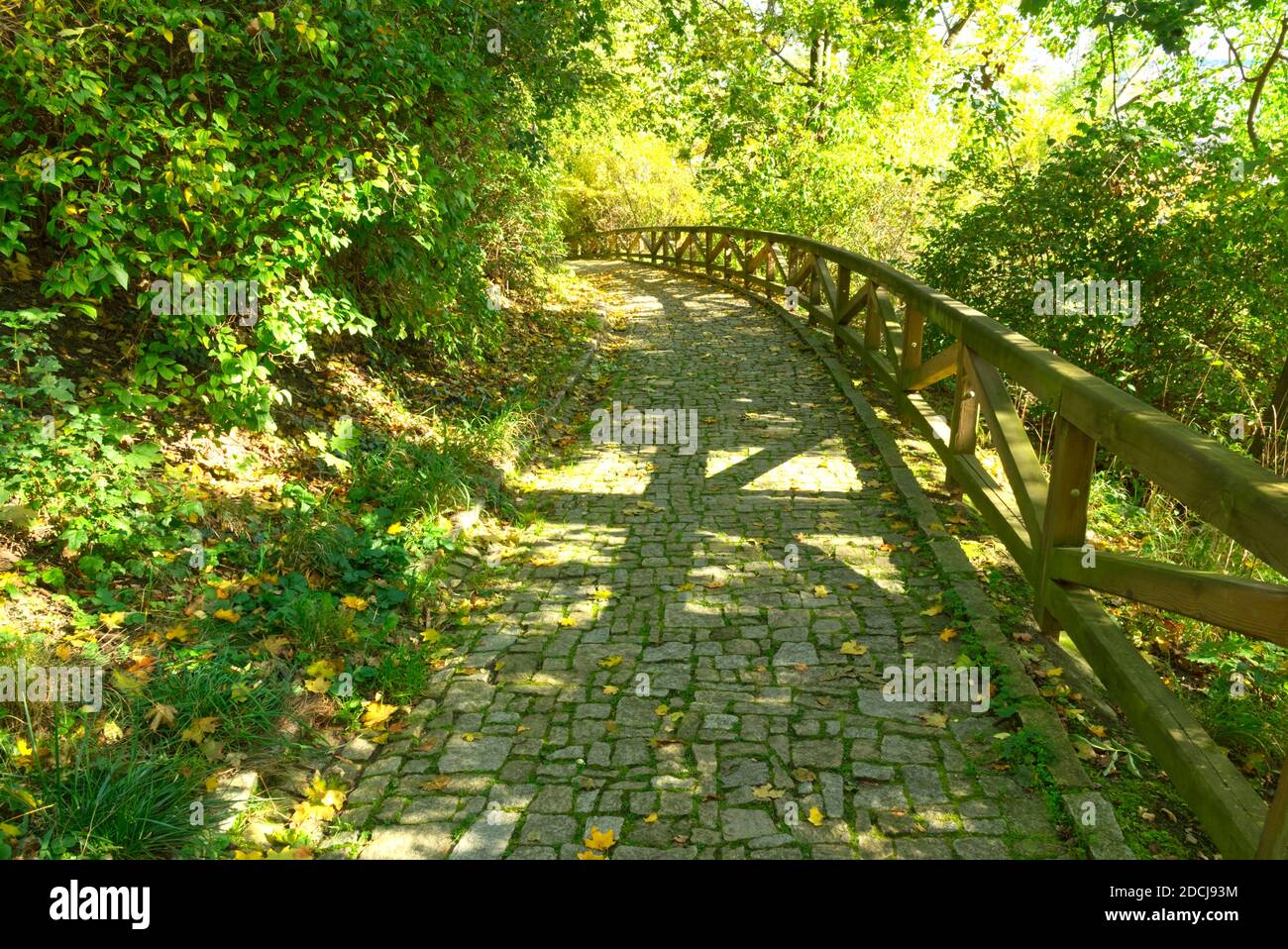 Stone paved path in the autumn forest Stock Photo - Alamy