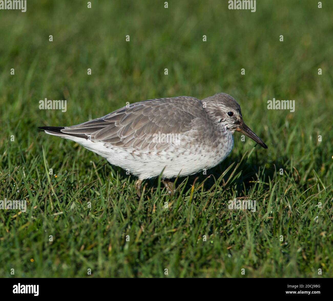 Red Knot (Calidris canutus) in winter plumage on the Yorkshire Coast ...