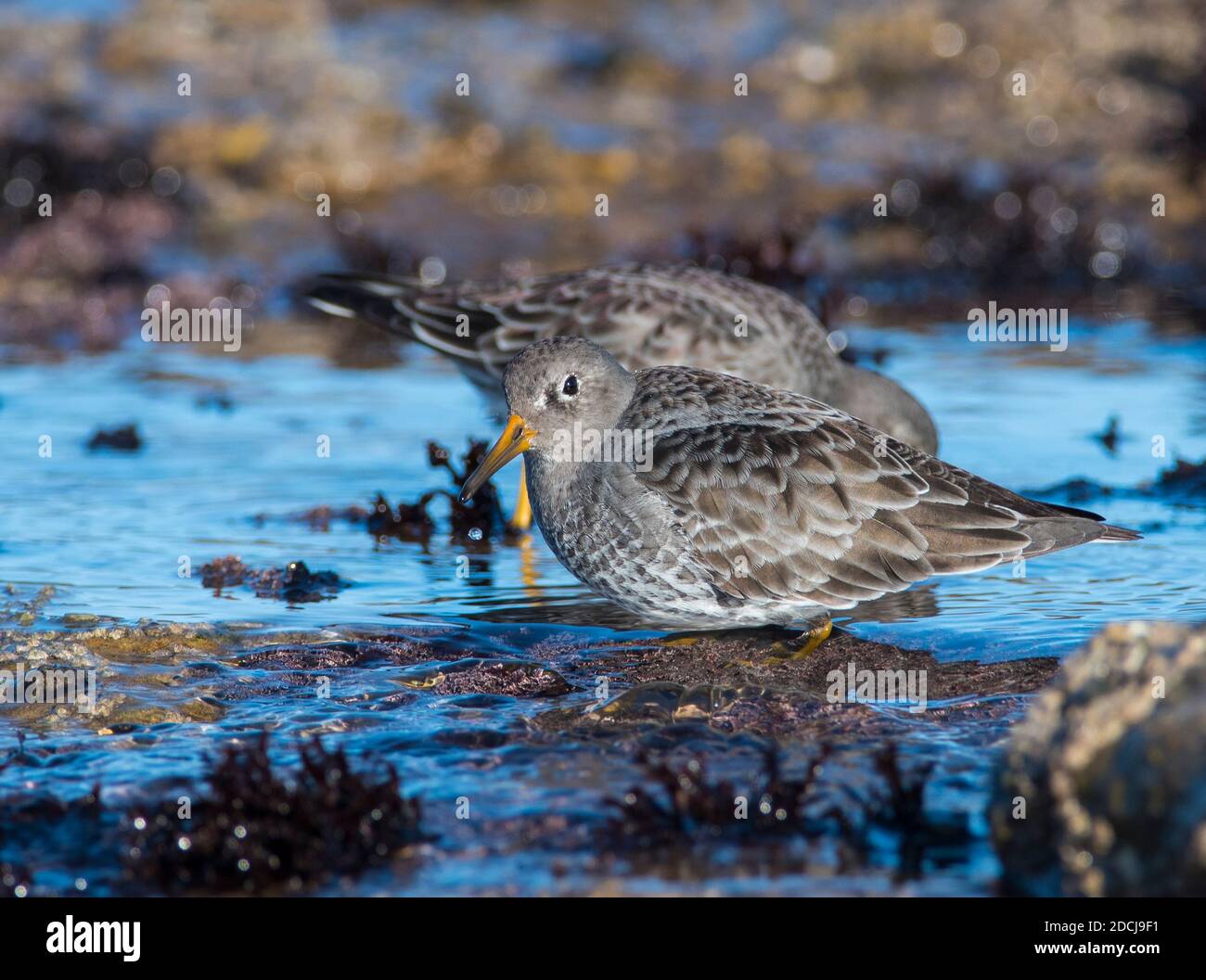 Purple Sandpiper (Calidris maritima) on the Yorkshire coast in winter ...
