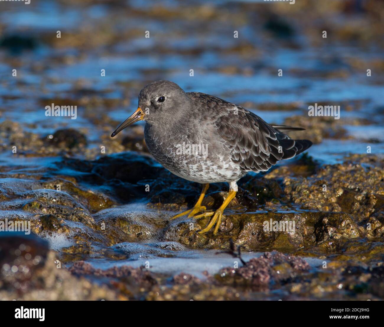 Purple Sandpiper (Calidris maritima) on the Yorkshire coast in winter ...