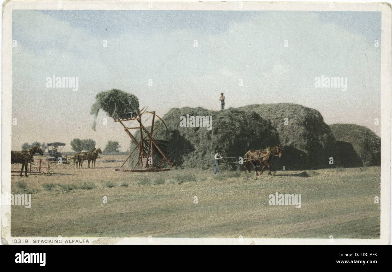 Stacking Alfalfa, still image, Postcards, 1898 - 1931 Stock Photo - Alamy