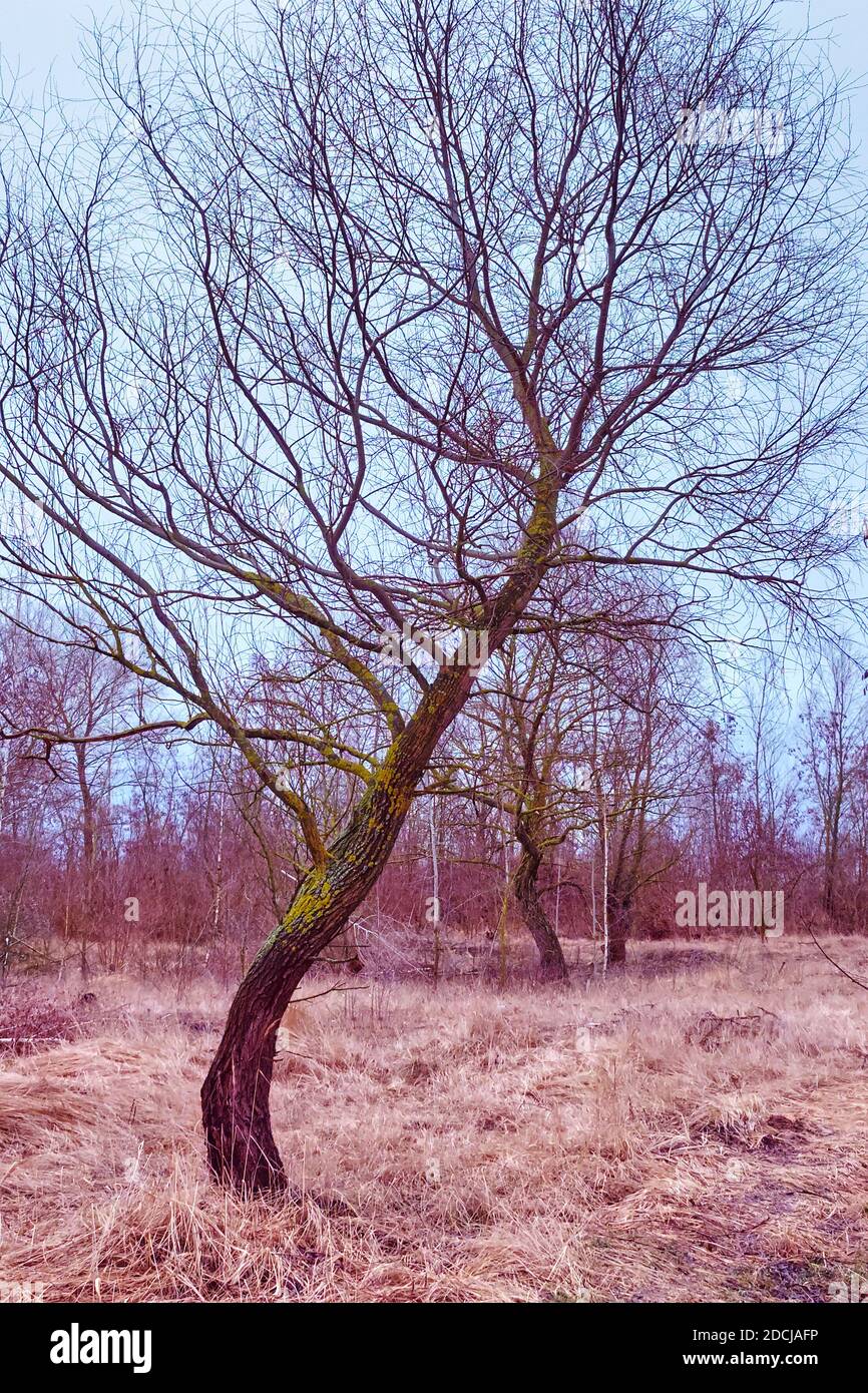 Curved tree branch hi-res stock photography and images - Alamy