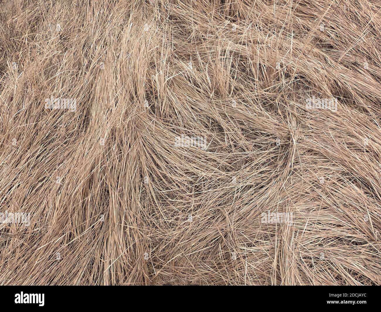 Wilted steppe grass as a background. Autumn vegetation Stock Photo - Alamy