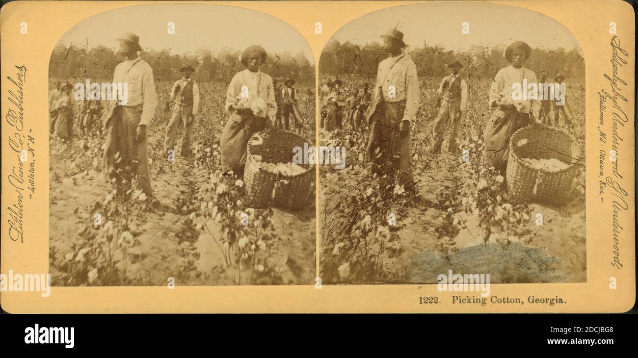 Picking cotton, Georgia., still image, Stereographs, 1887 Stock Photo ...