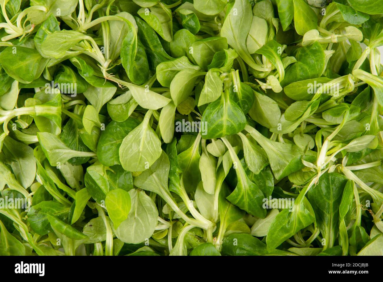 Lamb's lettuce texture - top view and closeup of the lamb's lettuce ...