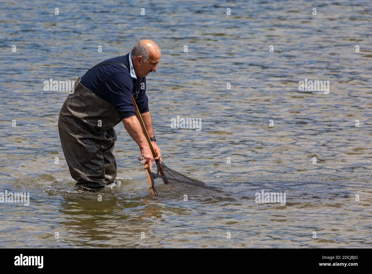 Shrimp netting in The Looe Estuary, Cornwall, UK Stock Photo - Alamy