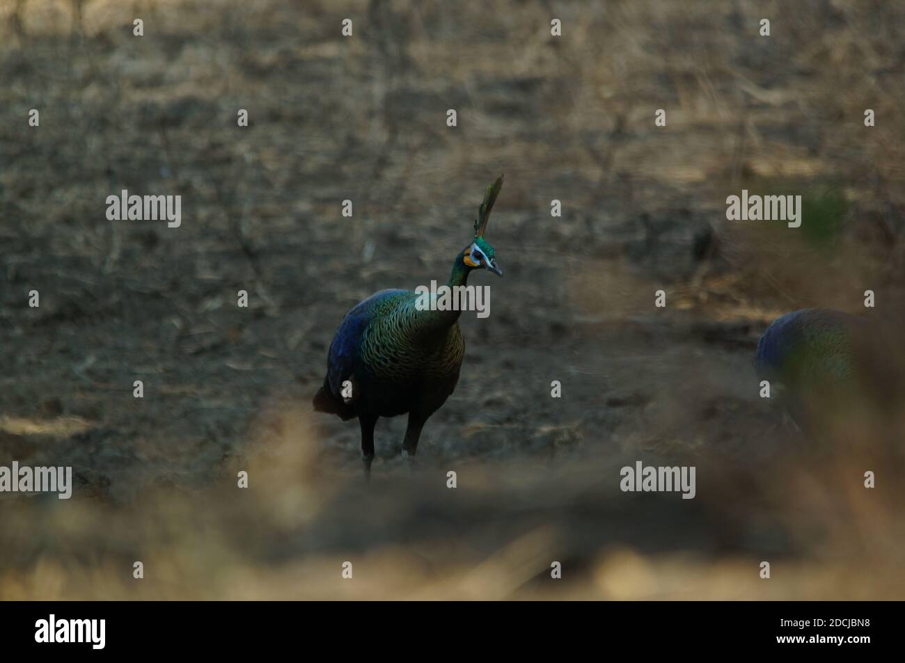 the peacock is in the forest, green peafowl (Pavo muticus Stock Photo ...