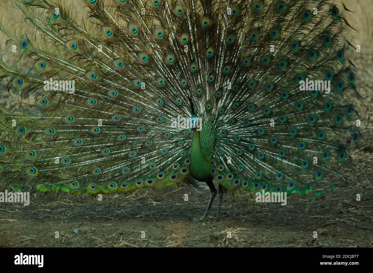 Green peafowl hi-res stock photography and images - Alamy