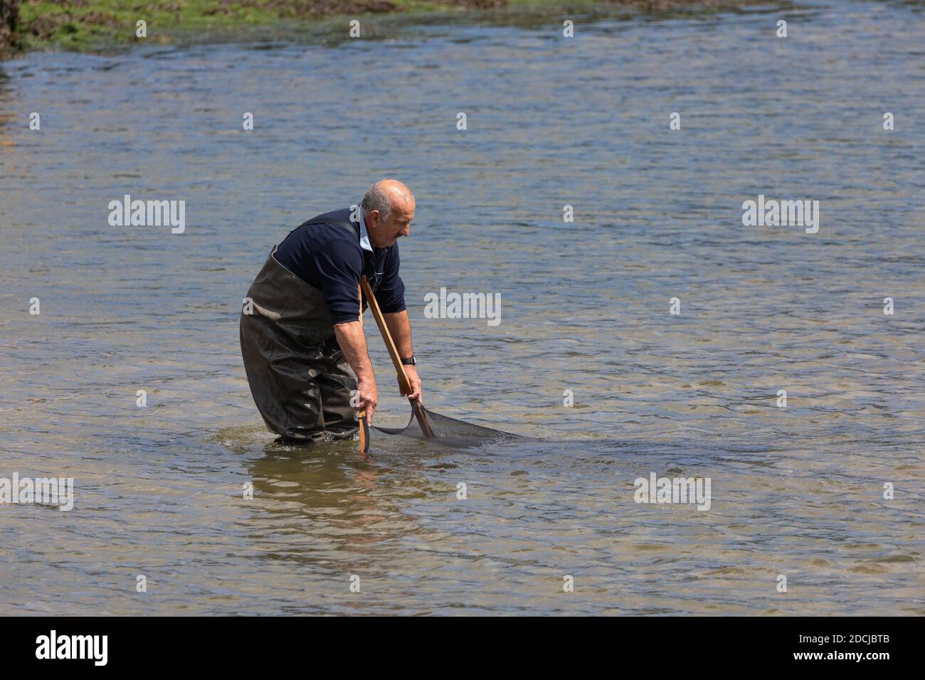 Shrimp netting in The Looe Estuary, Cornwall, UK Stock Photo - Alamy