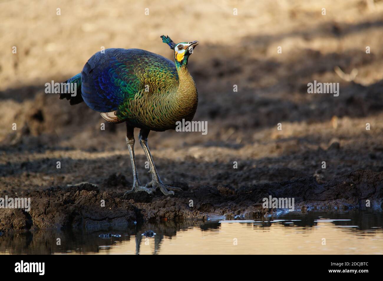 Green peafowl hi-res stock photography and images - Alamy