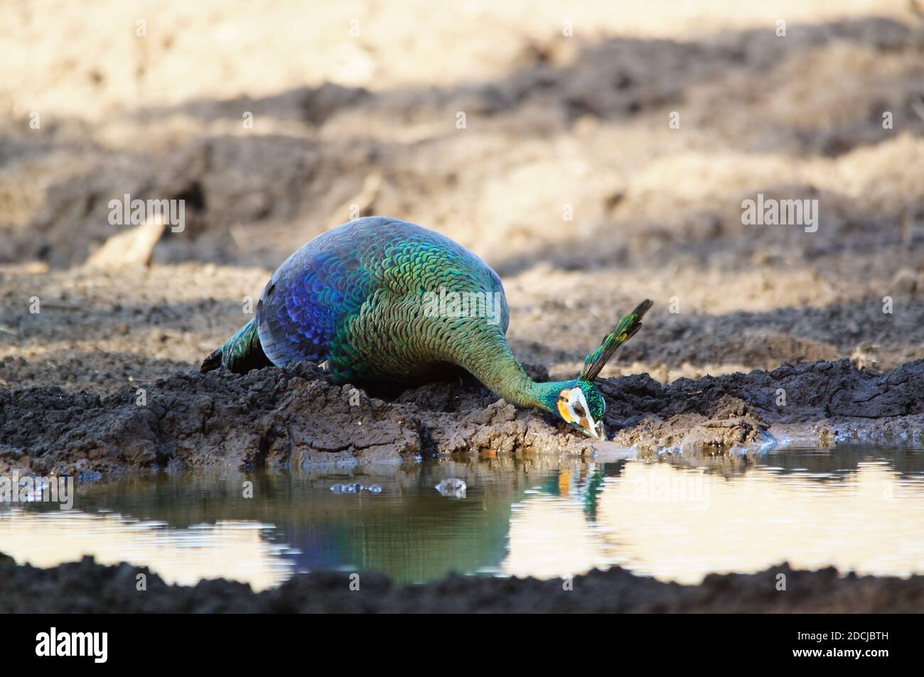 Green peafowl hi-res stock photography and images - Alamy