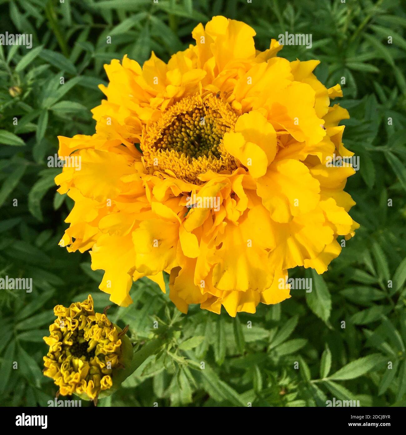 Colorful yellow flower hi-res stock photography and images - Alamy