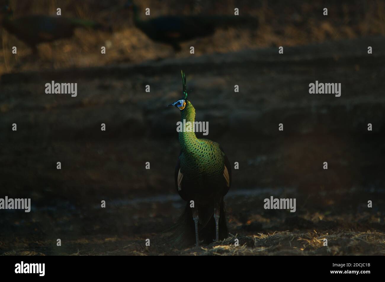 The male peacock is in the forest, green peafowl (Pavo muticus Stock ...