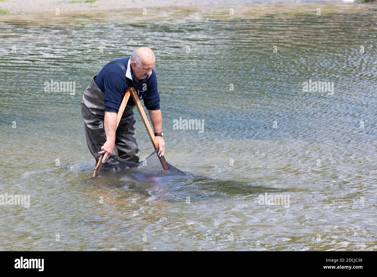 Shrimp netting in The Looe Estuary, Cornwall, UK Stock Photo - Alamy