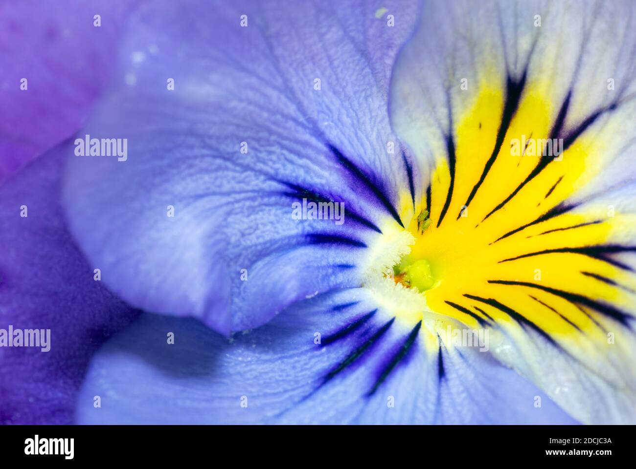 Blue pansy in nature hi-res stock photography and images - Alamy