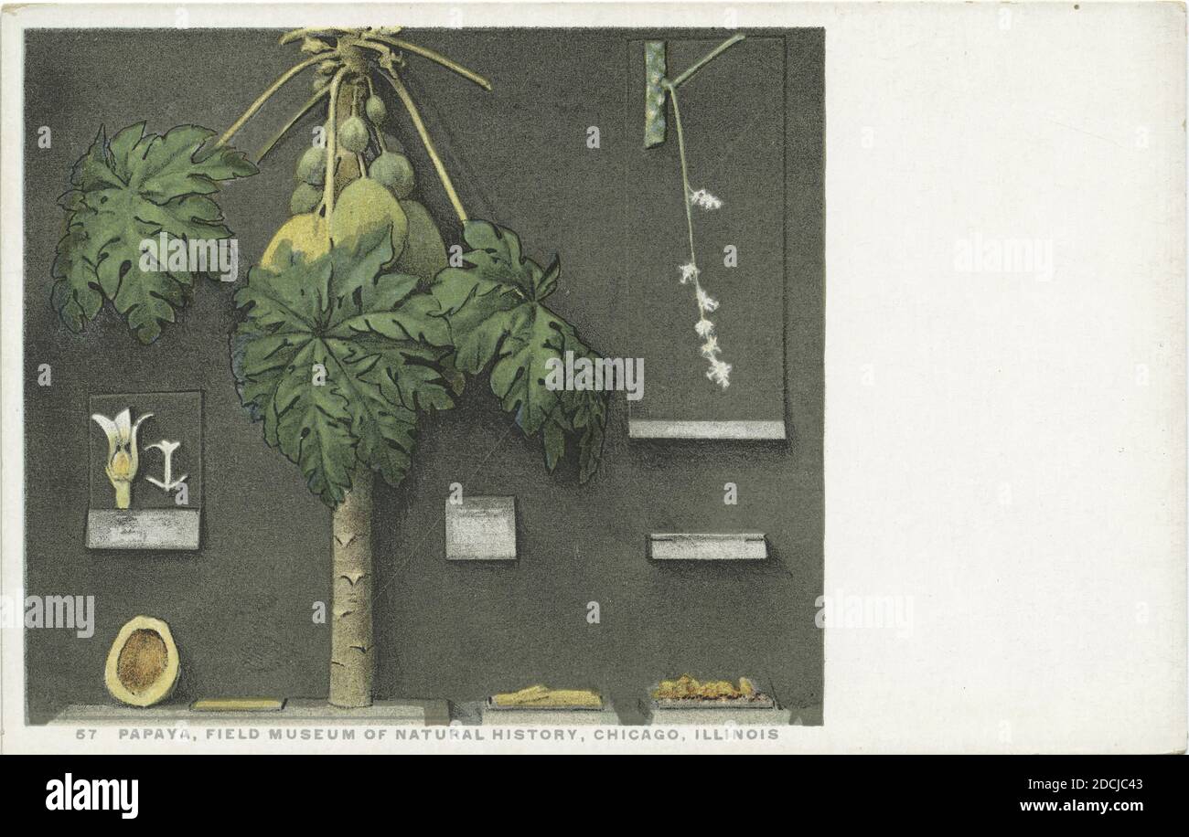 Papaya, Field Museum of Natural History, Chicago, Illinois, still image ...