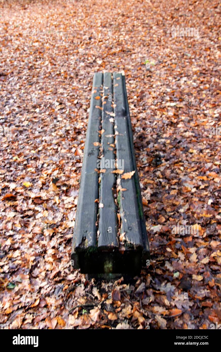 Gransha woods hi-res stock photography and images - Alamy