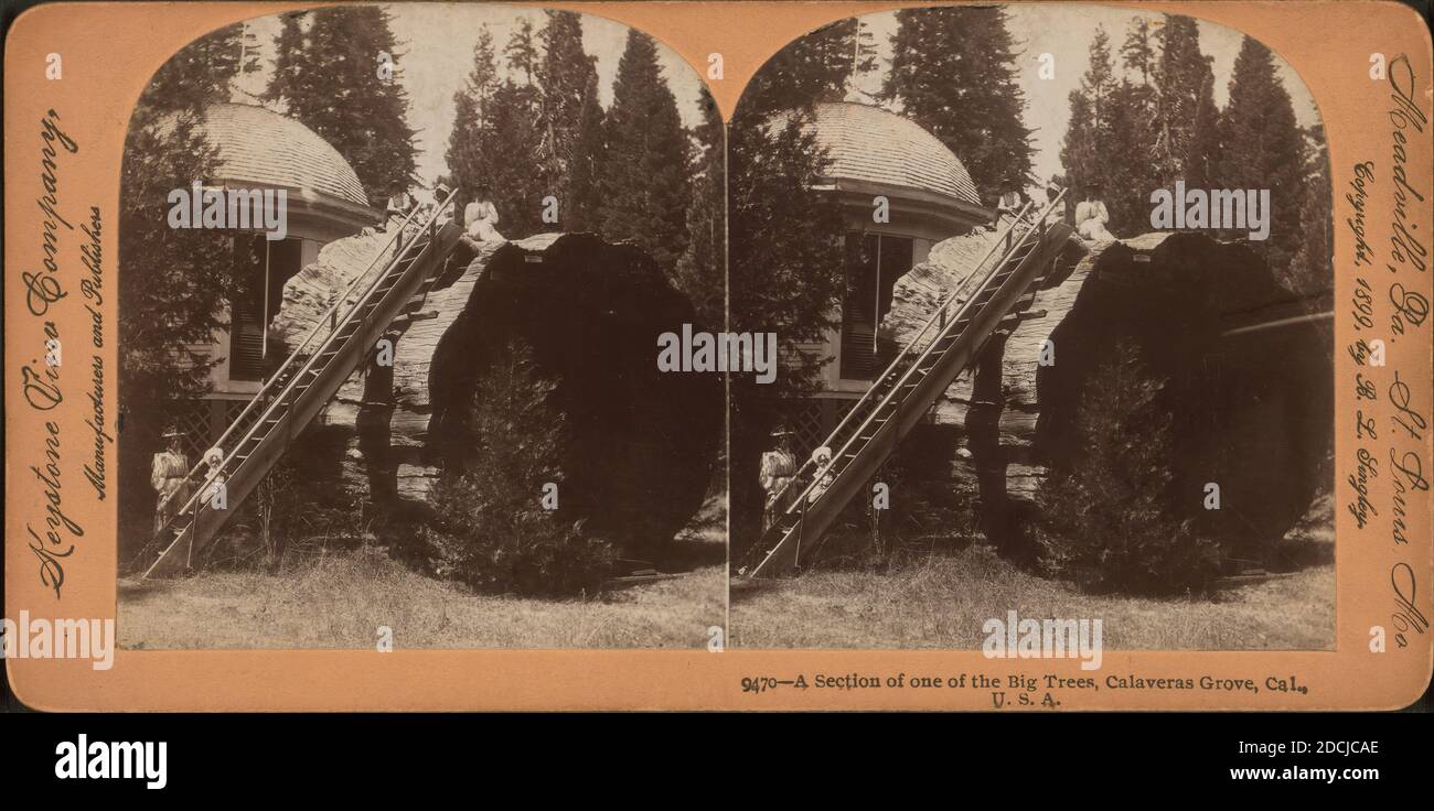 A section of one of the big trees, Calaveras Grove, Cal., U. S. A ...