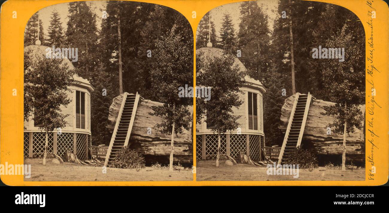 Stump of the original Big Tree - Diameter 32 ft., still image ...