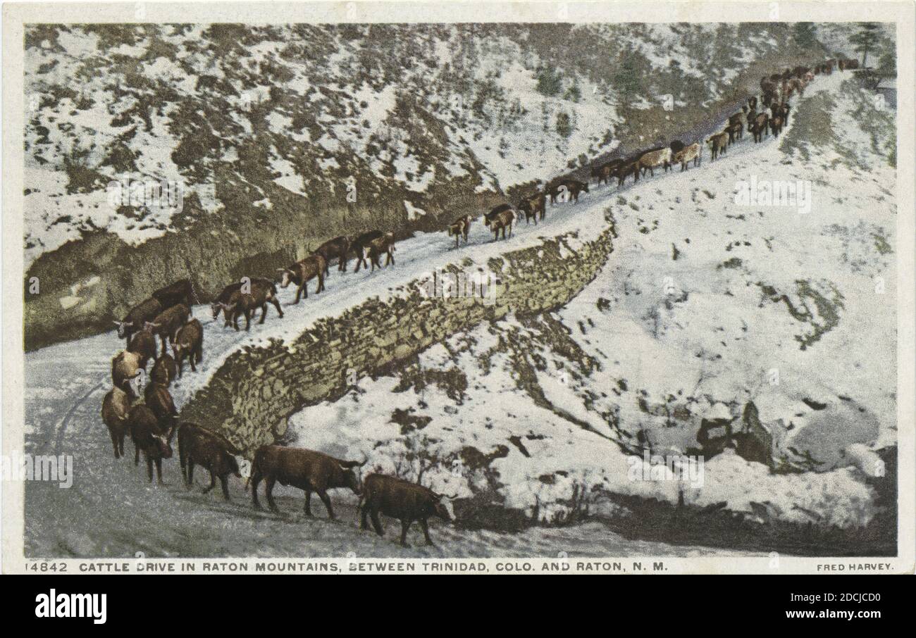 Cattle Drive, Raton Mountains, Trinidad, Colo., still image, Postcards ...