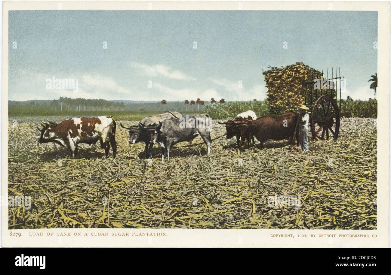 Load of Cane, Sugar Industry, Cuba, still image, Postcards, 1898 - 1931 ...