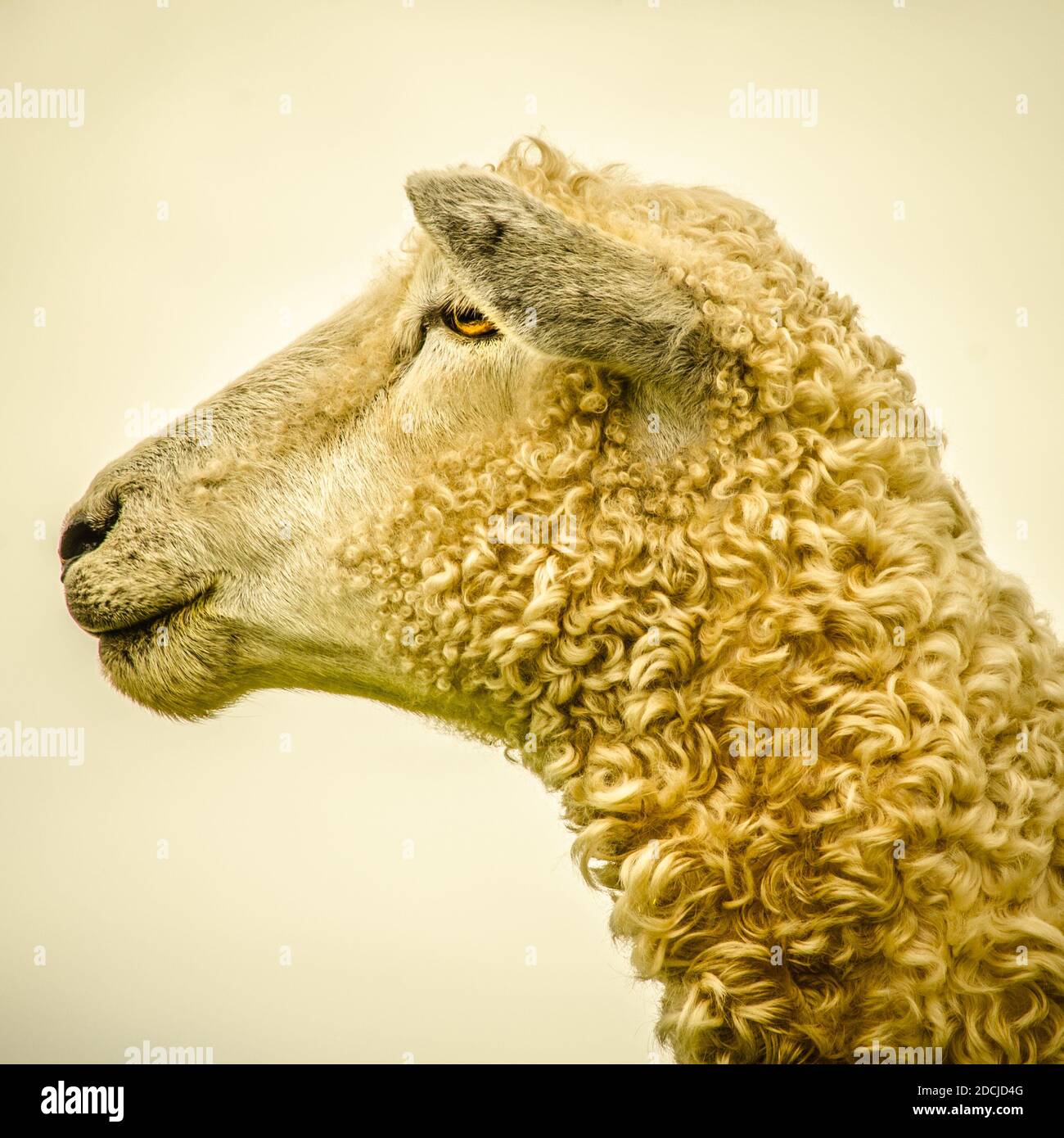 Animal farm agriculture hi-res stock photography and images - Alamy