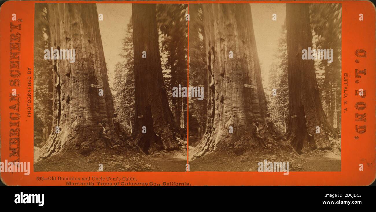 Old Dominion and Uncle Tom's Cabin. Mammoth Trees of Calaveras Co ...