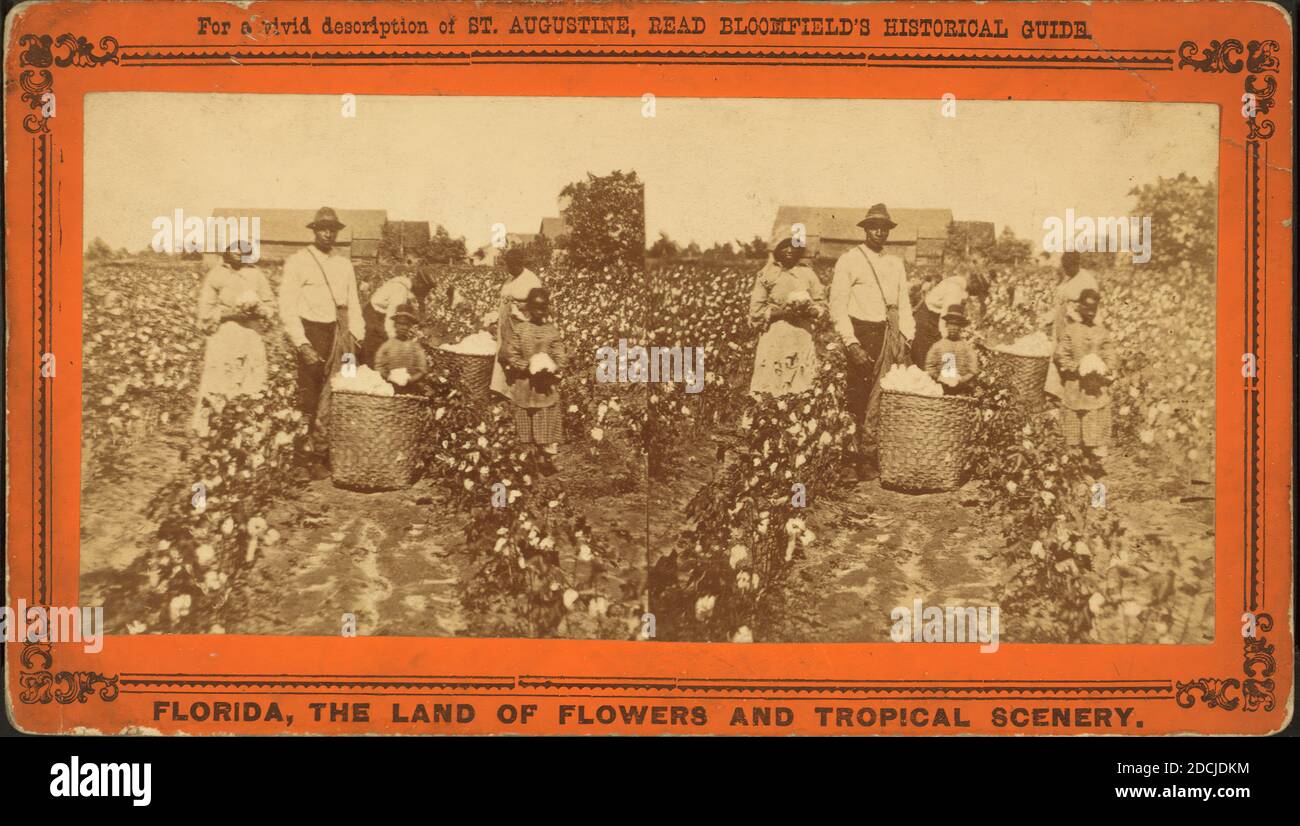 Picking cotton., still image, Stereographs, 1850 - 1930 Stock Photo - Alamy