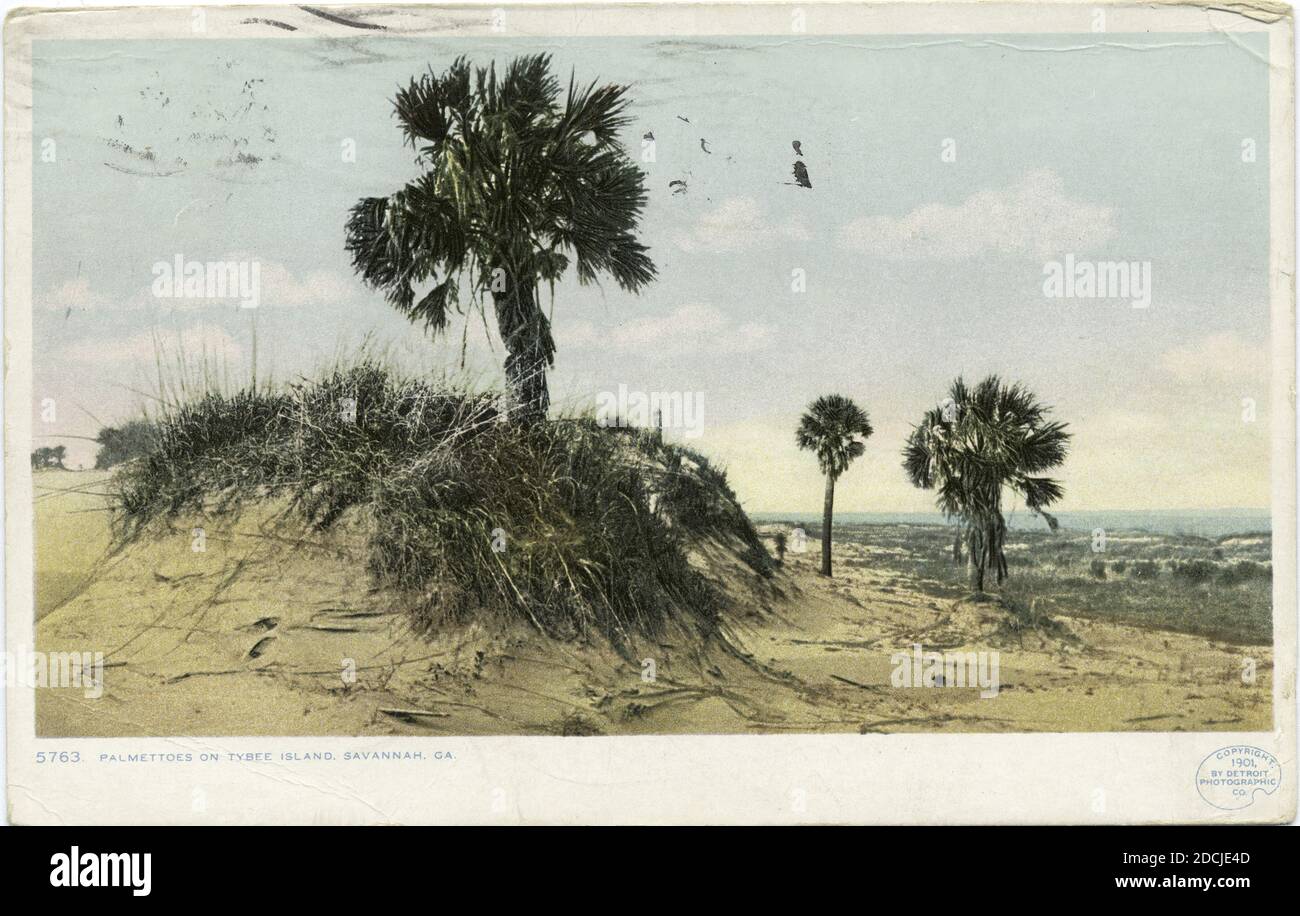Palmettoes on Tybee Island, Savannah, Ga., still image, Postcards, 1898 ...
