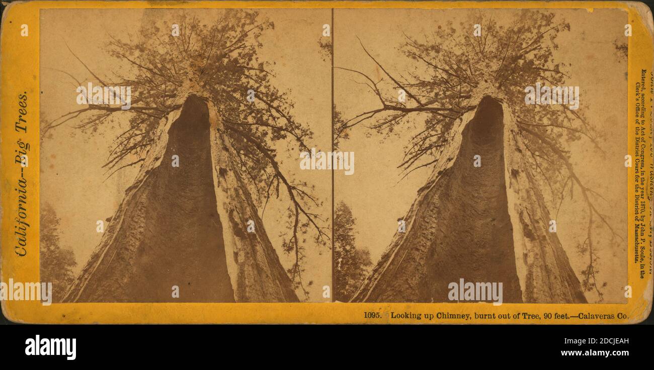 Looking up chimney, burnt out of tree, 90 ft., Calaveras Co., still ...