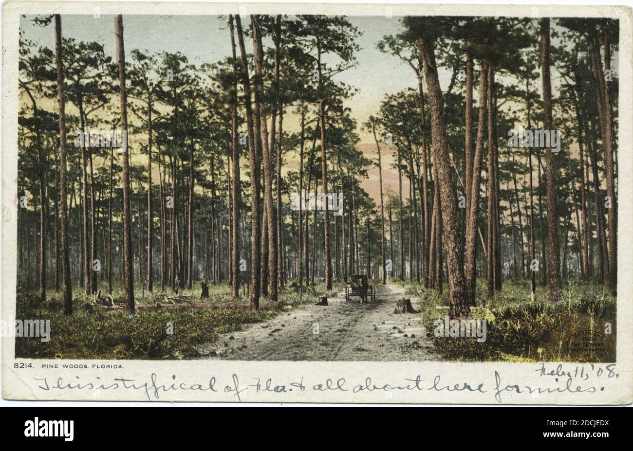 Pine Woods (Barrens), Florida, still image, Postcards, 1898 - 1931 Stock Photo - Alamy