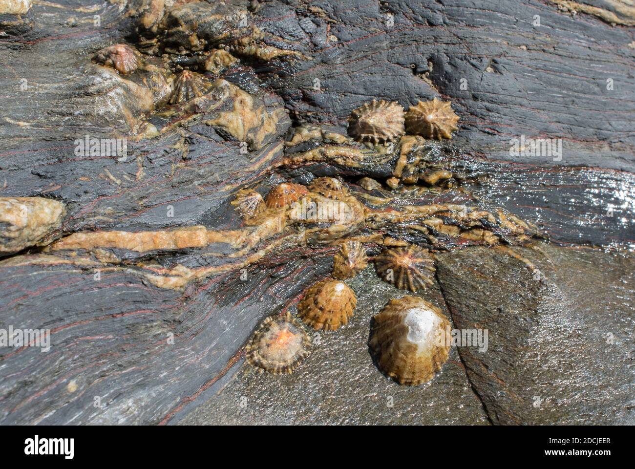 limpets and barnacles sticking hard against the rock Stock Photo - Alamy