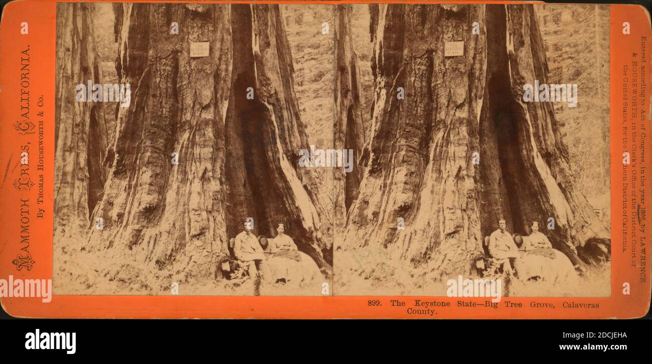 The Keystone State - Big Tree Grove, Calaveras County., still image ...