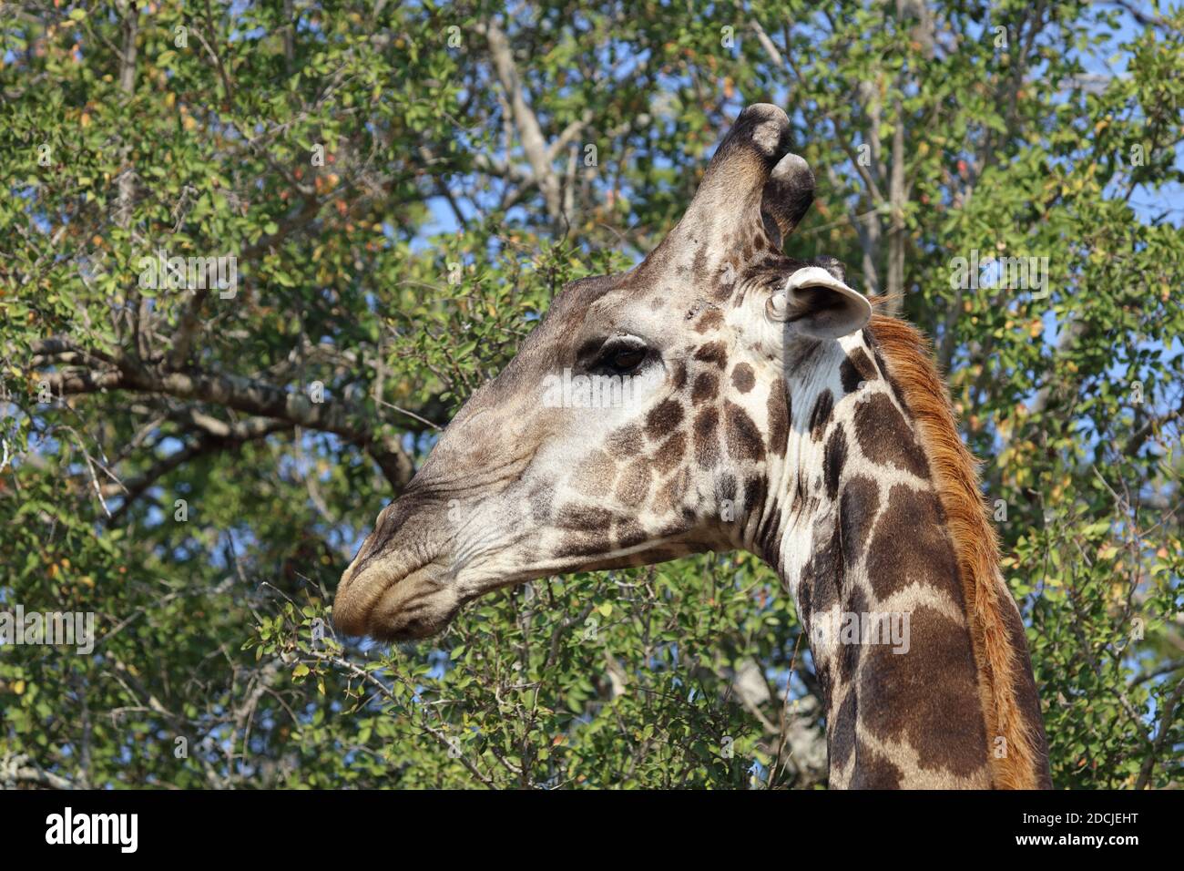 Giraffe / Giraffe / Giraffa Camelopardalis Stock Photo - Alamy