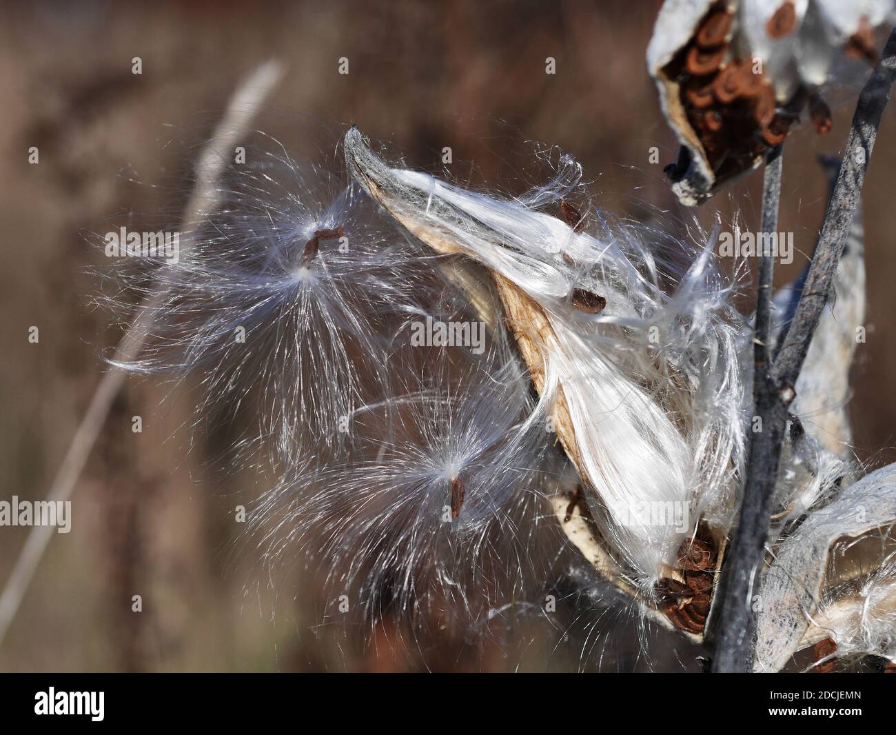 Flower seeds spilling hi-res stock photography and images - Alamy