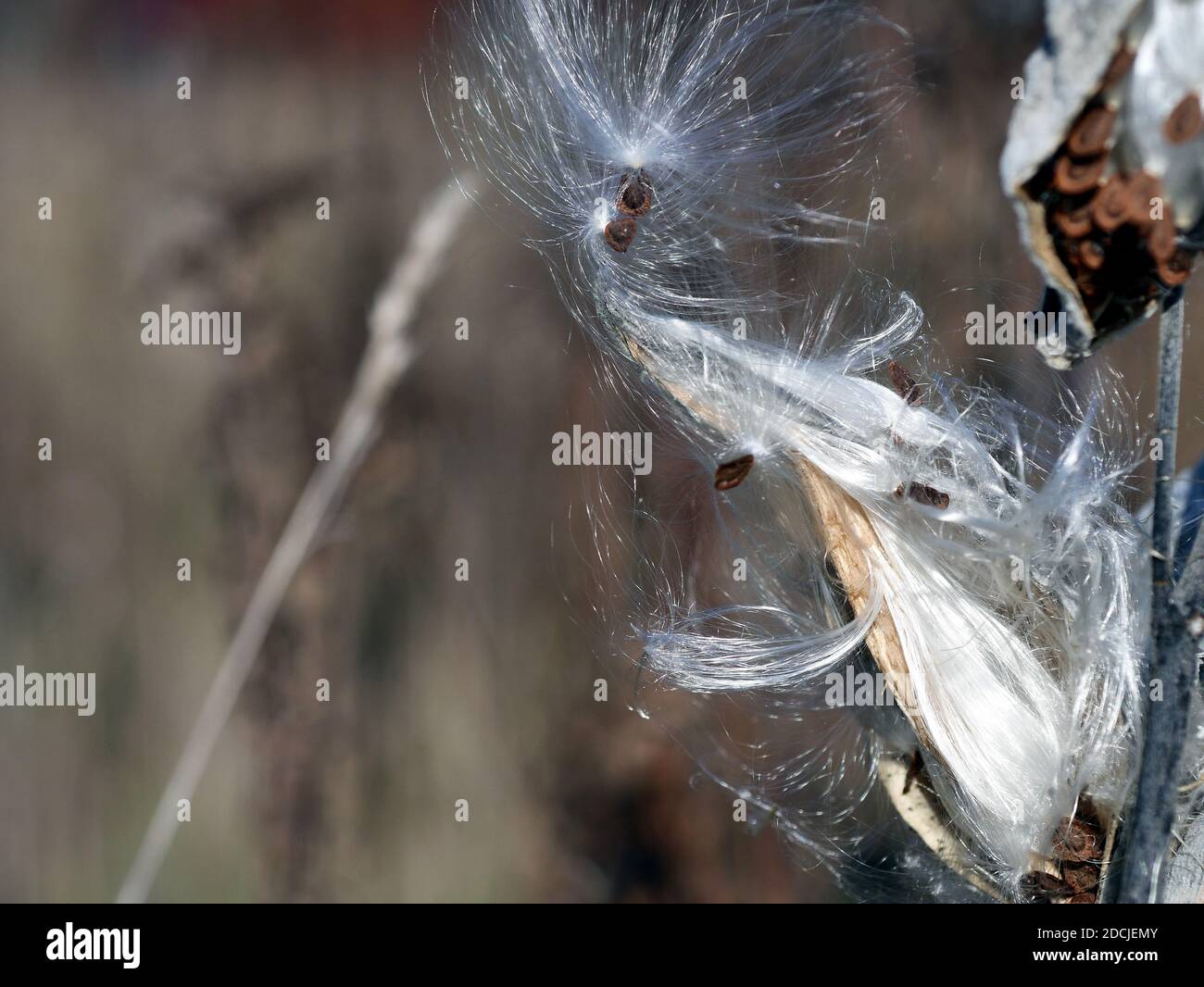 Flower seeds spilling hi-res stock photography and images - Alamy