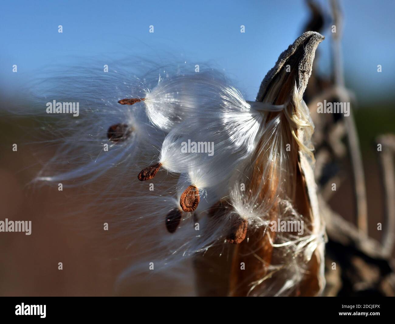 Flower seeds spilling hi-res stock photography and images - Alamy