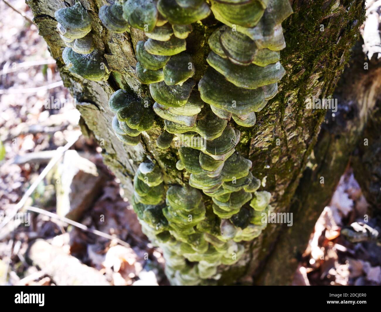 Green ploypore (Cerrena unicolor?) turned green with algae, on a tree ...