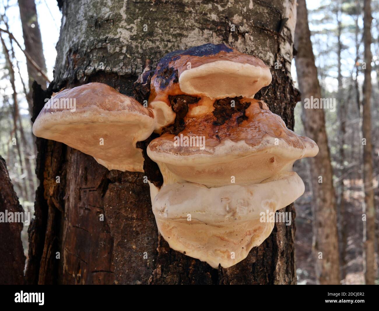 Funky bracket fungus (Ganoderma resinaceum?) oozing black stuff and ...