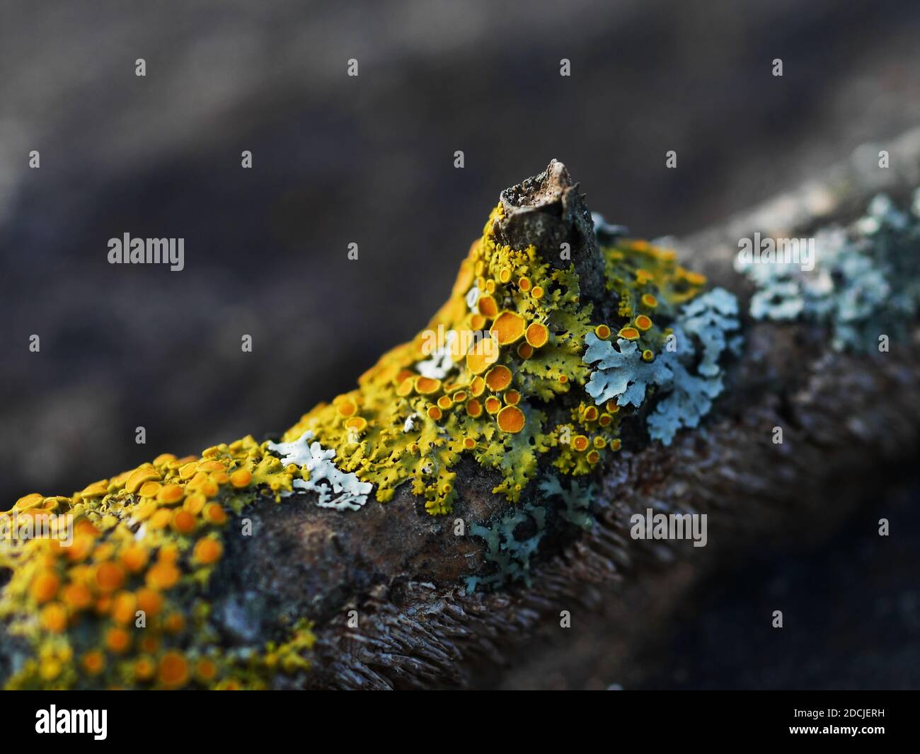 Fascinating common orange lichen (Xanthoria parietina) growing ...