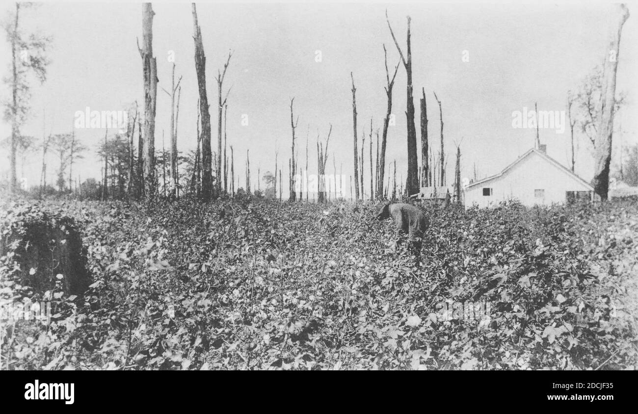 Cotton field., still image, 1900, Smedes, Susan Dabney (1840-1913 Stock ...