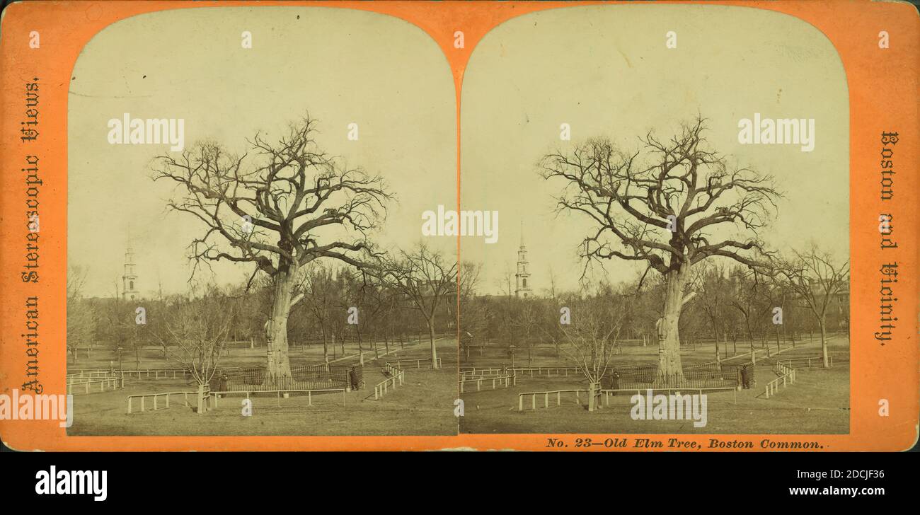 Old elm tree, Boston Common., still image, Stereographs, 1850 - 1930 ...