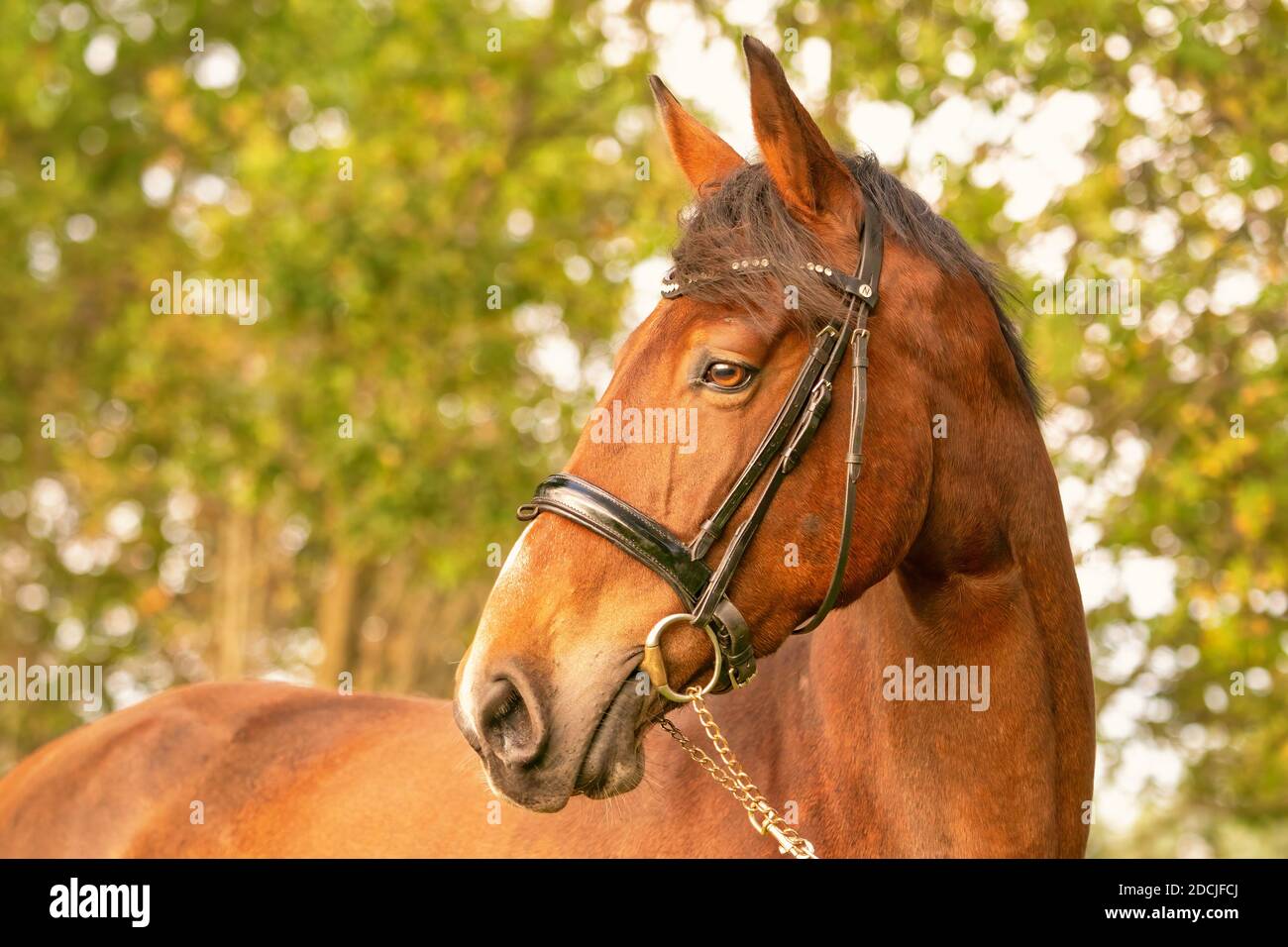 A brown horse head, in the autumn evening sun Stock Photo - Alamy