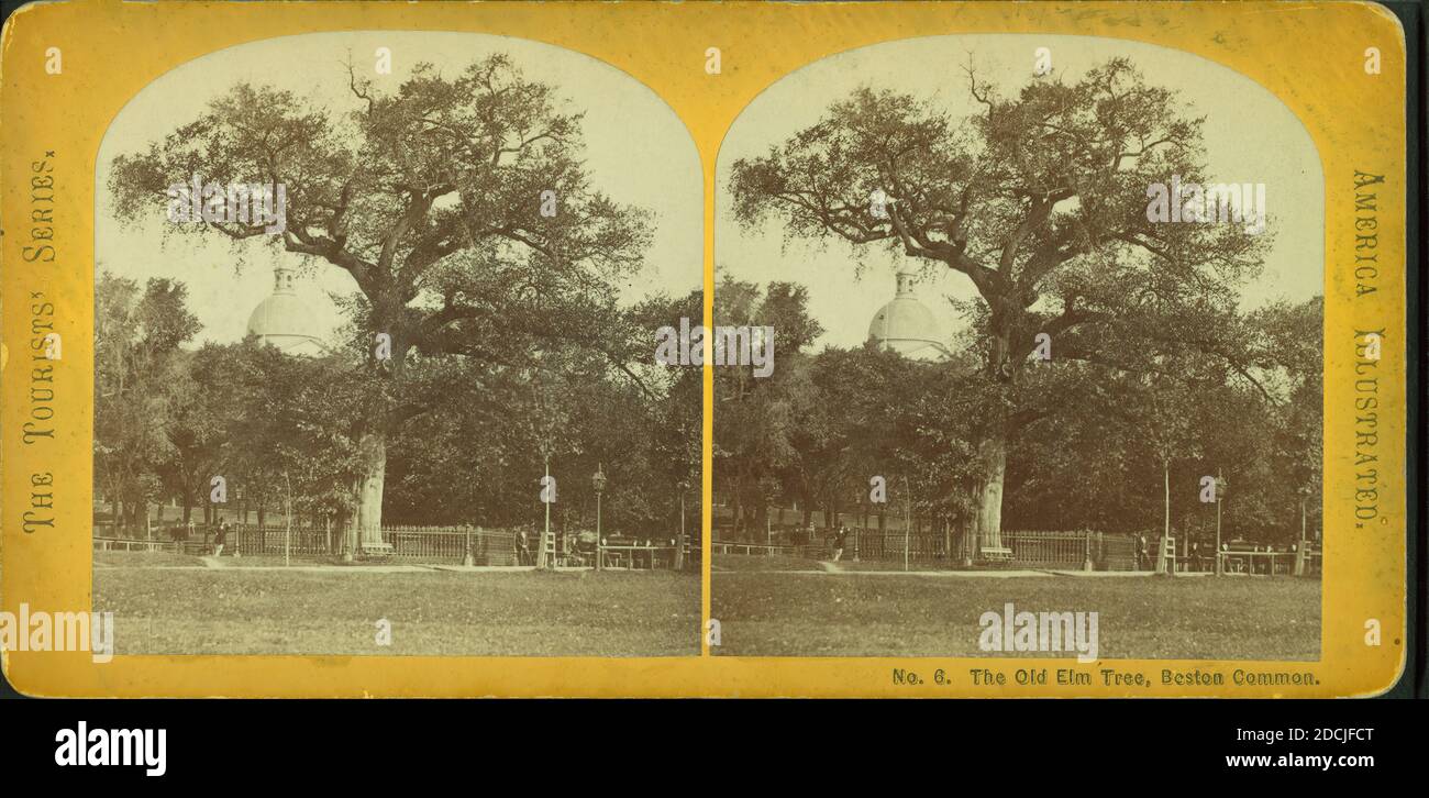 The old elm tree, Boston Common., still image, Stereographs, 1850 ...